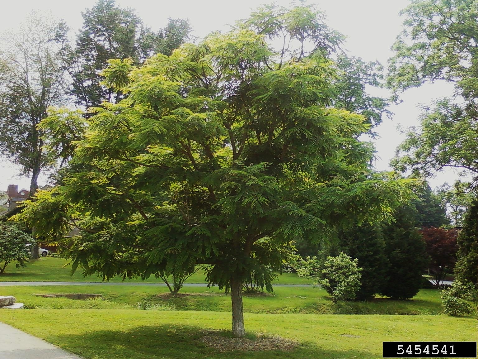 Tree Highlight: KY Coffeetree | Urban Forest Initiative